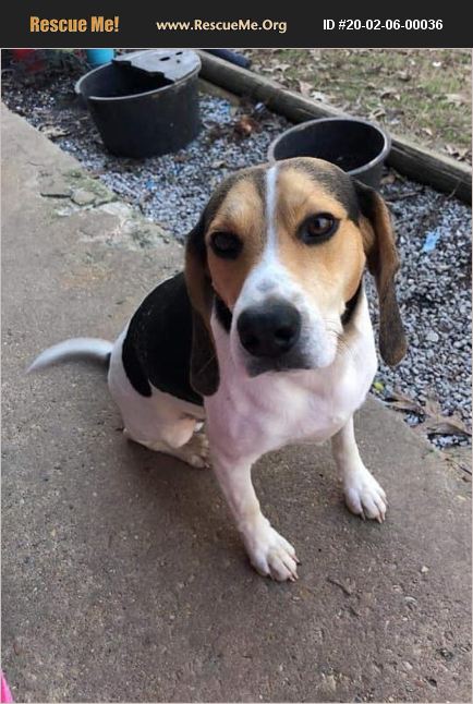 ADOPT 20020600036 ~ Beagle Rescue ~ Plymouth Meeting, PA