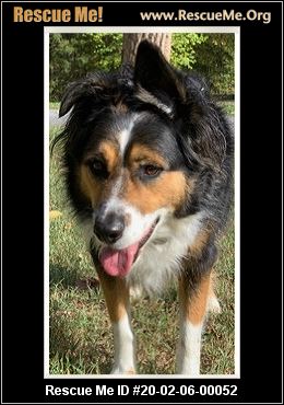 - Virginia Dog Rescue - ADOPTIONS - Rescue Me!