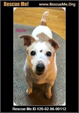 - Virginia Dog Rescue - ADOPTIONS - Rescue Me!