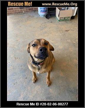 - Virginia Dog Rescue - ADOPTIONS - Rescue Me!