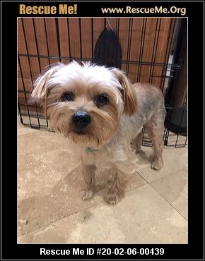 - California Yorkie Rescue - ADOPTIONS - Rescue Me!