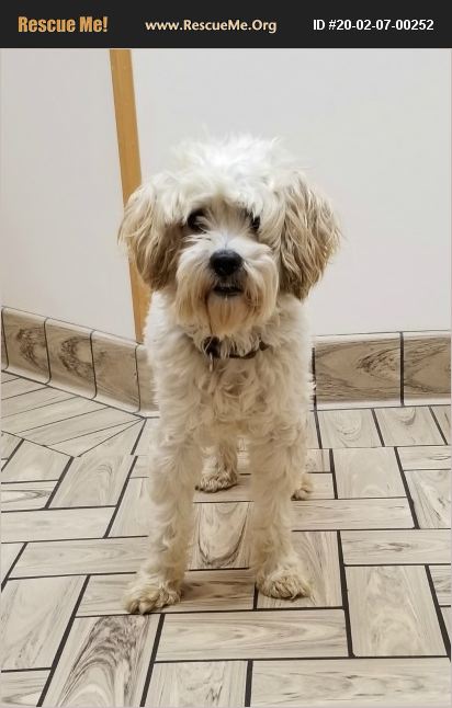 ADOPT 20020700252 ~ Cockapoo Rescue ~ San Pedro, CA