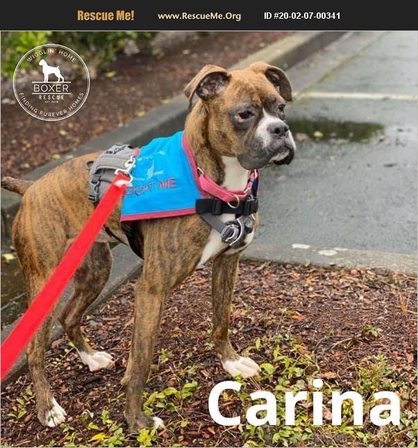 ADOPT 20020700341 ~ Boxer Rescue ~ Battle Ground, WA