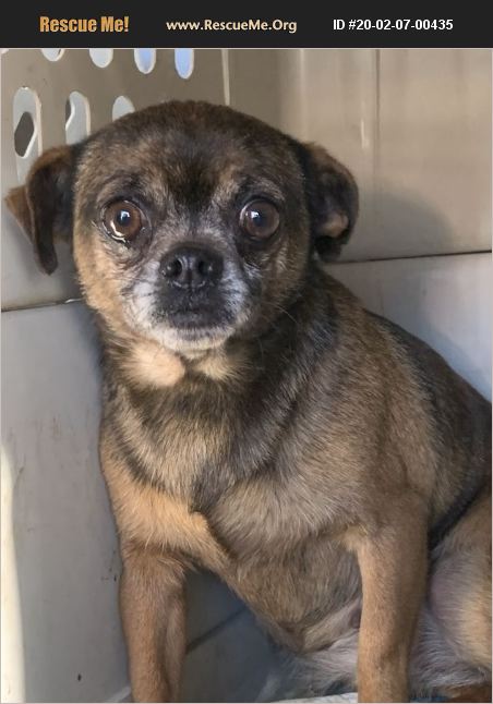 ADOPT 20020700435 ~ Pug Rescue ~ Southbury, CT