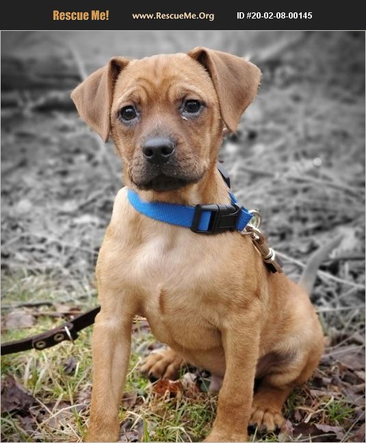 ADOPT 20020800145 ~ Rhodesian Ridgeback Rescue ~ Binghamton, NY