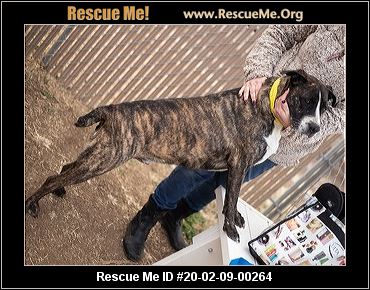 - Texas Boxer Rescue - ADOPTIONS - Rescue Me!