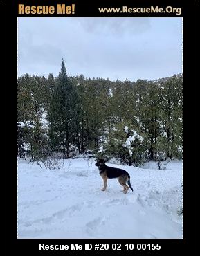 - Colorado German Shepherd Rescue - ADOPTIONS - Rescue Me!