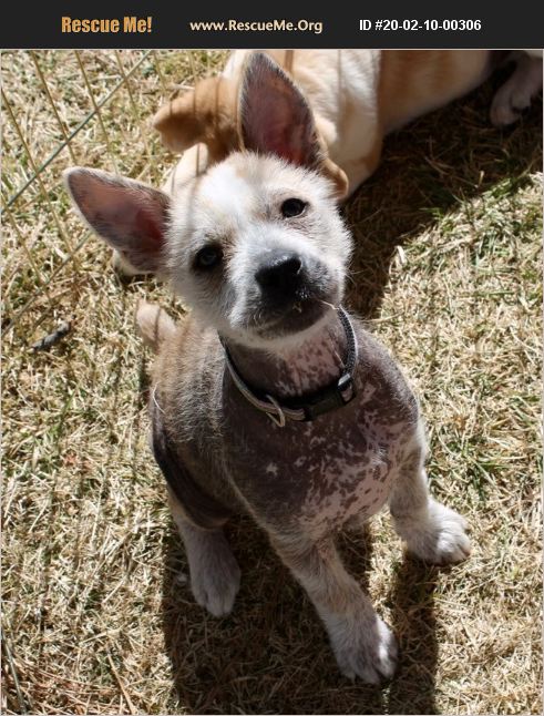 ADOPT 20021000306 ~ Chinese Crested Rescue ~ Albuquerque, NM