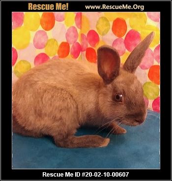 - California Rabbit Rescue - ADOPTIONS - Rescue Me!
