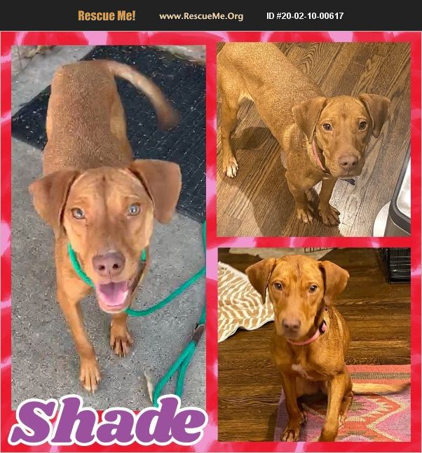 ADOPT 20021000617 ~ Vizsla Rescue ~ Houston, TX
