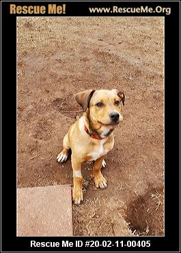 - Oklahoma Dog Rescue - ADOPTIONS - Rescue Me!