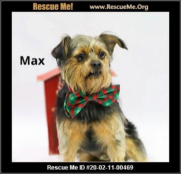 - Texas Yorkie Rescue - ADOPTIONS - Rescue Me!