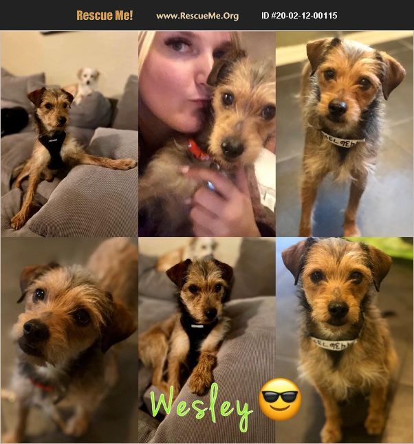 ADOPT 20021200115 ~ Norfolk Terrier Rescue ~ Phoenix, AZ