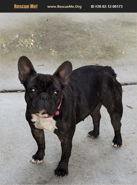 ADOPT 20021200173 ~ French Bulldog Rescue ~ Naples, FL