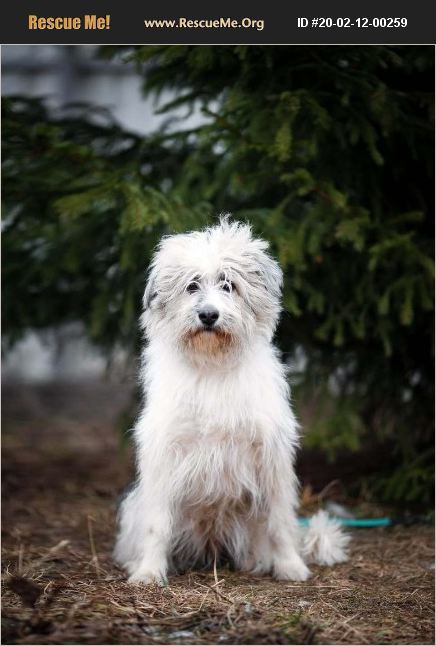 ADOPT 20021200259 ~ Old English Sheepdog Rescue ~ Brookline, MA