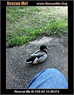 - Florida Pet Bird Rescue - ADOPTIONS - Rescue Me!