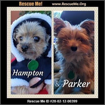 - Arizona Yorkie Rescue - ADOPTIONS - Rescue Me!