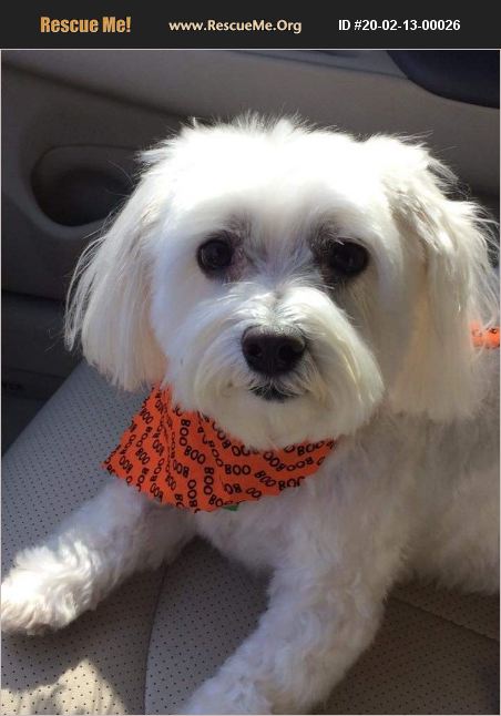 ADOPT 20021300026 ~ Maltese Rescue ~ League City, TX