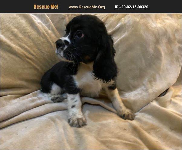 ADOPT 20021300320 ~ English Springer Spaniel Rescue ~ Miami, OK