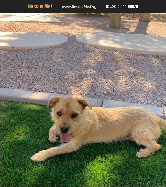 ADOPT 20021400079 ~ Border Terrier Rescue ~ Chandler, AZ