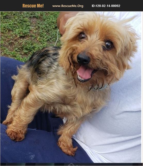 ADOPT 20021400092 ~ Yorkie Rescue ~ Tampa, FL