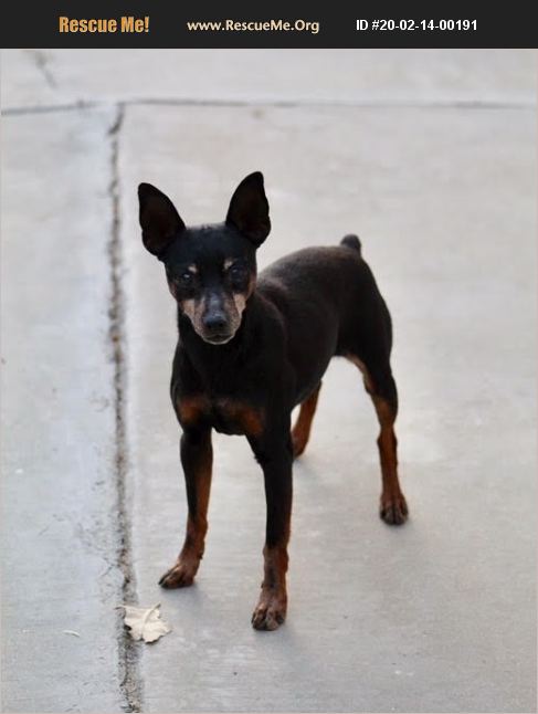 ADOPT 20021400191 ~ Miniature Pinscher Rescue ~ Oceanside, CA
