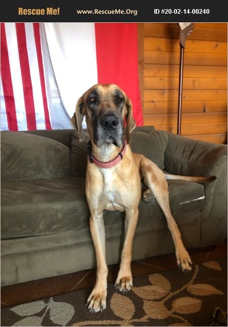 ADOPT 20021400240 ~ Great Dane Rescue ~ Kempner, TX