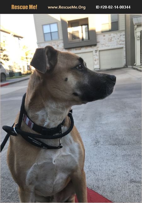 ADOPT 20021400344 ~ Rhodesian Ridgeback Rescue ~ Houston, TX