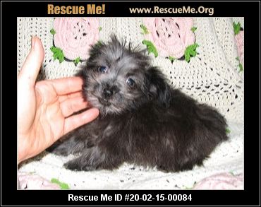 - California Yorkie Rescue - ADOPTIONS - Rescue Me!