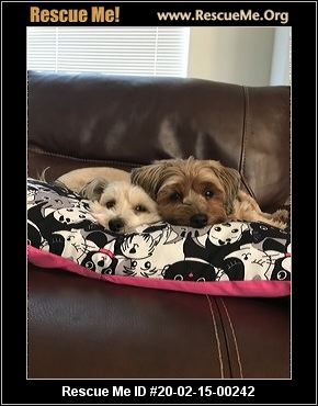 - Arizona Yorkie Rescue - ADOPTIONS - Rescue Me!