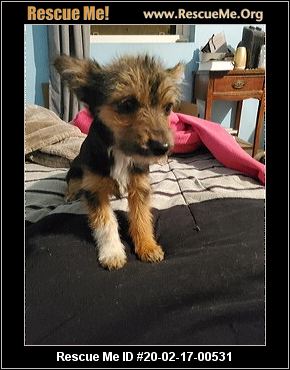 - California Yorkie Rescue - ADOPTIONS - Rescue Me!