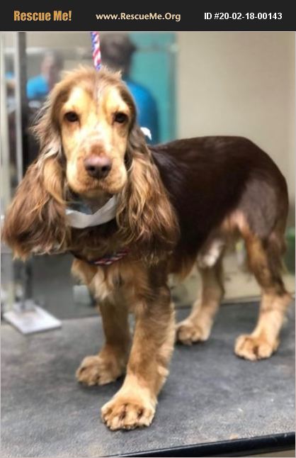 ADOPT 20021800143 ~ English Cocker Spaniel Rescue ~ Anderson, SC