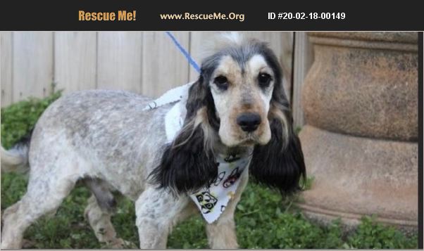 ADOPT 20021800149 ~ English Cocker Spaniel Rescue ~ Anderson, SC