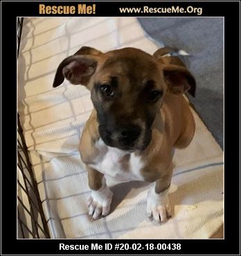 - Virginia Dog Rescue - ADOPTIONS - Rescue Me!