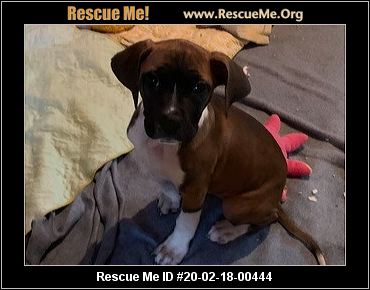 - Virginia Dog Rescue - ADOPTIONS - Rescue Me!