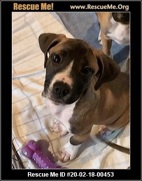 - Virginia Dog Rescue - ADOPTIONS - Rescue Me!