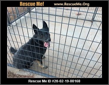 - Colorado German Shepherd Rescue - ADOPTIONS - Rescue Me!