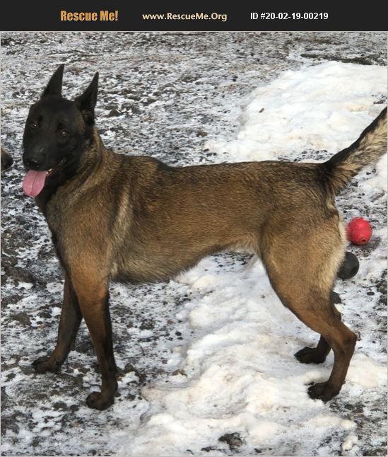 ADOPT 20021900219 ~ Belgian Malinois Rescue ~ Trinidad, CO