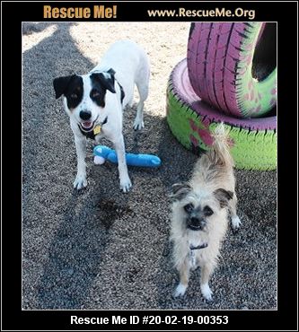 - Arizona Dog Rescue - ADOPTIONS - Rescue Me!
