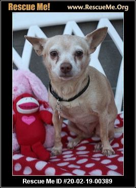 - Arizona Small Dog Rescue - Phoenix, AZ - AVAILABLE PETS