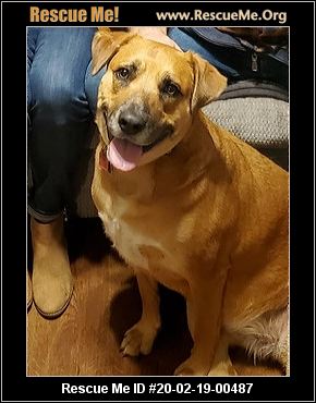 - Oklahoma Dog Rescue - ADOPTIONS - Rescue Me!