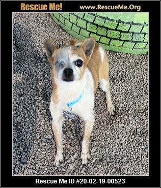 - Arizona Small Dog Rescue - Phoenix, AZ - AVAILABLE PETS