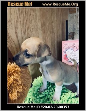 - Virginia Dog Rescue - ADOPTIONS - Rescue Me!