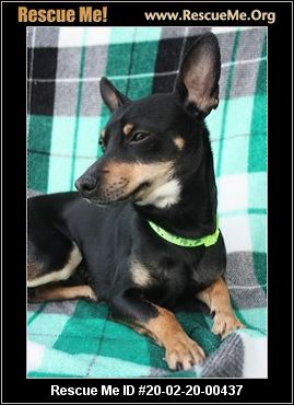 - Arizona Small Dog Rescue - Phoenix, AZ - AVAILABLE PETS