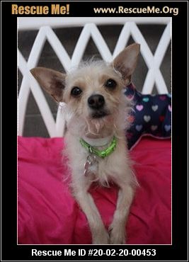 - Arizona Small Dog Rescue - Phoenix, AZ - AVAILABLE PETS
