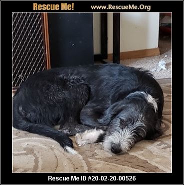 - Wyoming Dog Rescue - ADOPTIONS - Rescue Me!