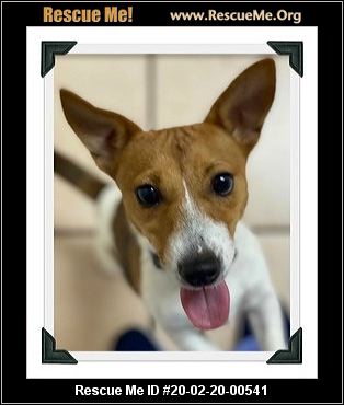 - Florida Jack Russell Rescue - ADOPTIONS - Rescue Me!