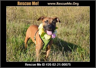 - Florida Dog Rescue - ADOPTIONS - Rescue Me!