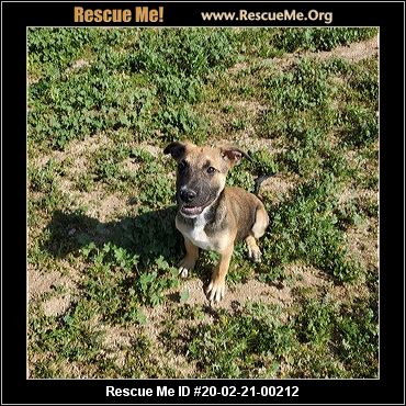 - Arizona Dog Rescue - ADOPTIONS - Rescue Me!
