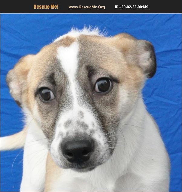 ADOPT 20022200149 ~ Jack Russell Rescue ~ Pagosa Springs, CO